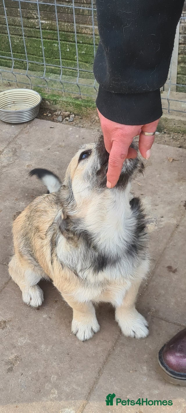 STUMPY. 9kg small corgi type mix for adoption in Birmingham | Pets4Homes