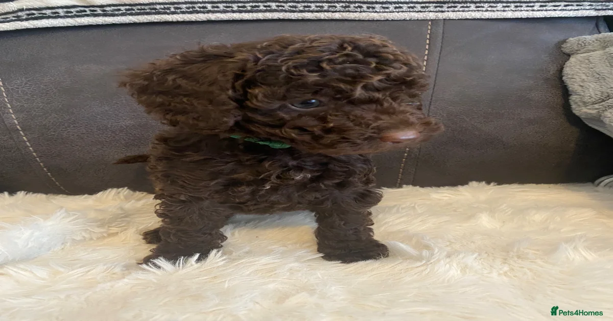 Cockapoo Puppies for sale | Pets4Homes