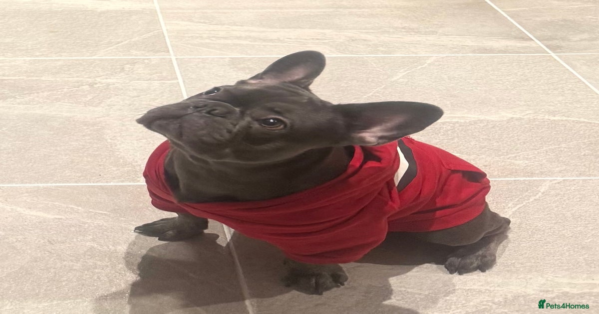 10 Month old male Frenchie for sale in Birmingham | Pets4Homes