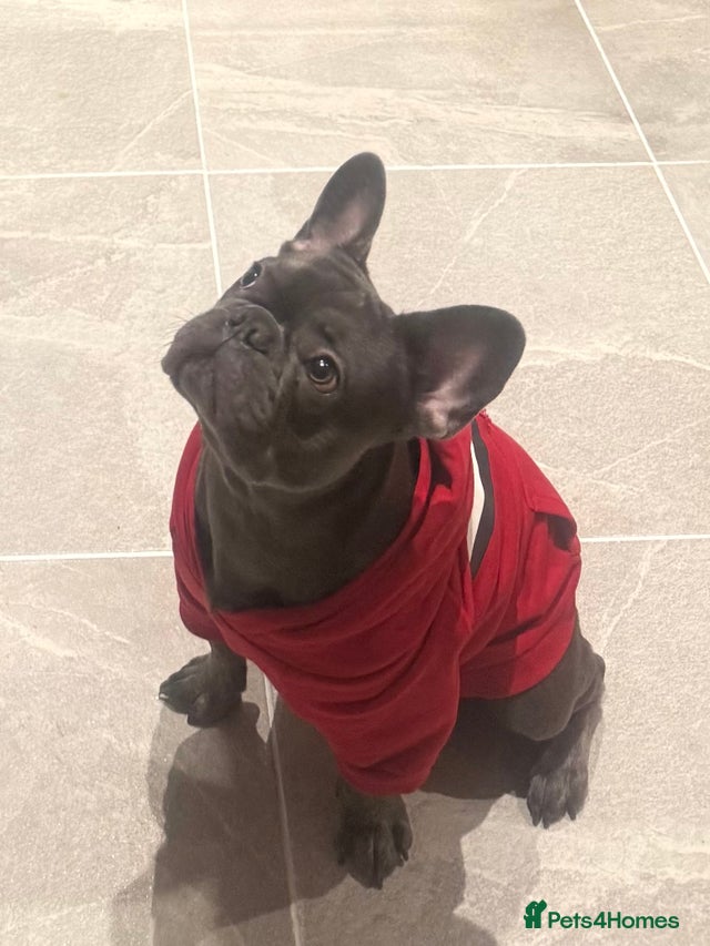 10 Month old male Frenchie for sale in Birmingham | Pets4Homes