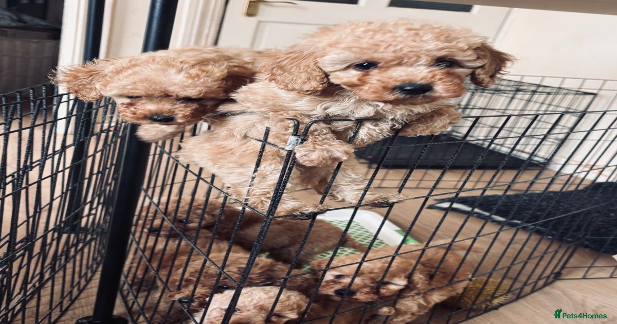 Red toy Cockapoo’s for sale in Pontefract | Pets4Homes
