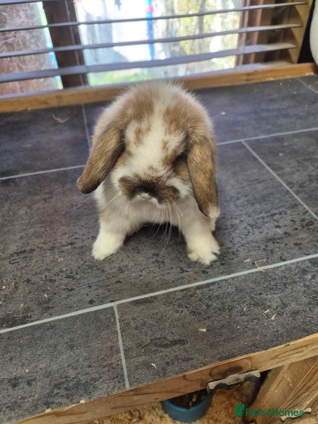 Baby mini lop rabbits for sale in Doncaster | Pets4Homes