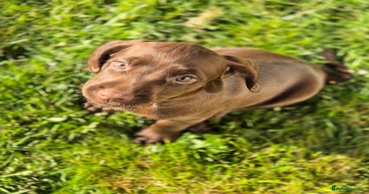 Chocolate and merl cockerdor puppies for sale in Bishop Auckland ...
