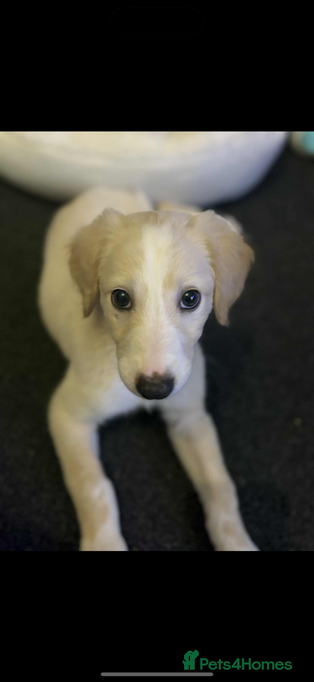 Saluki whippet greyhound for sale in Salisbury | Pets4Homes