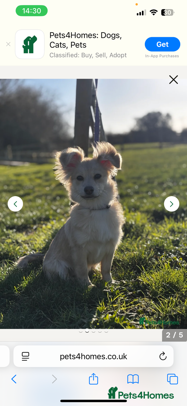 Dapple mini dachshund & long haired daxi cross for sale in Clacton-on-Sea | Pets4Homes