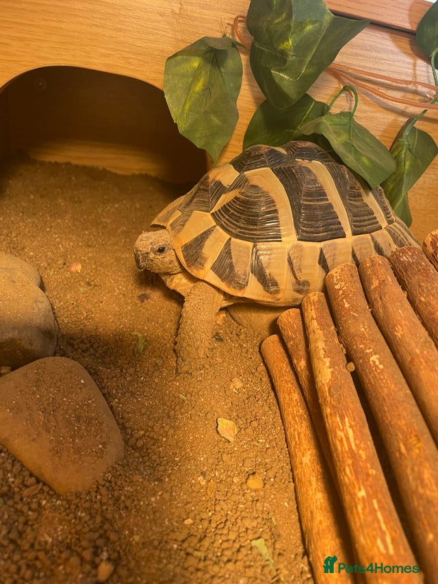 Herman Tortoise for sale in Filey | Pets4Homes