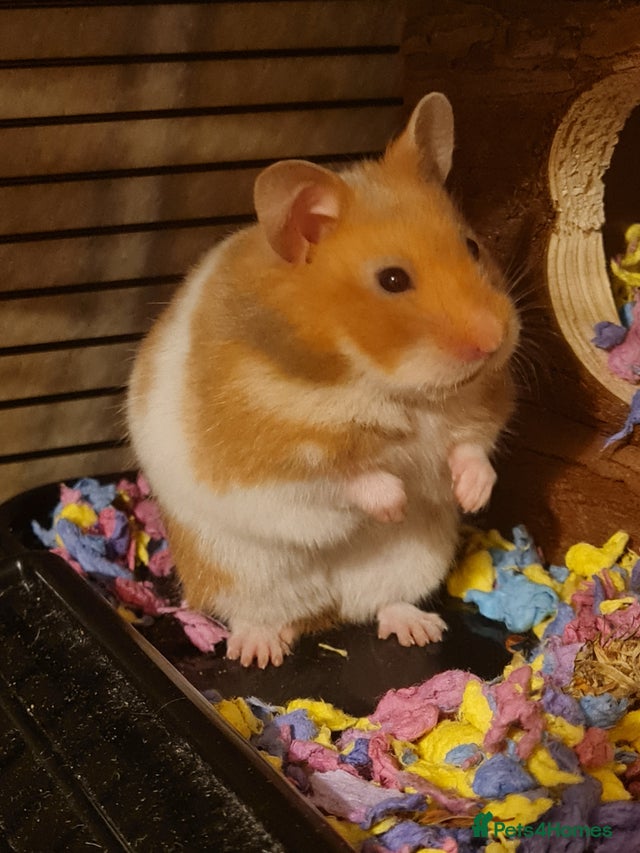 Syrian Hamster for sale in Huntingdon | Pets4Homes