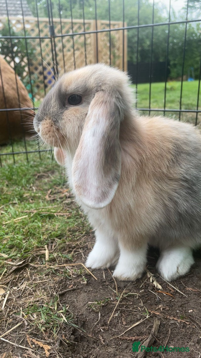 extremely friendly mini lop for sale in Bures | Pets4Homes