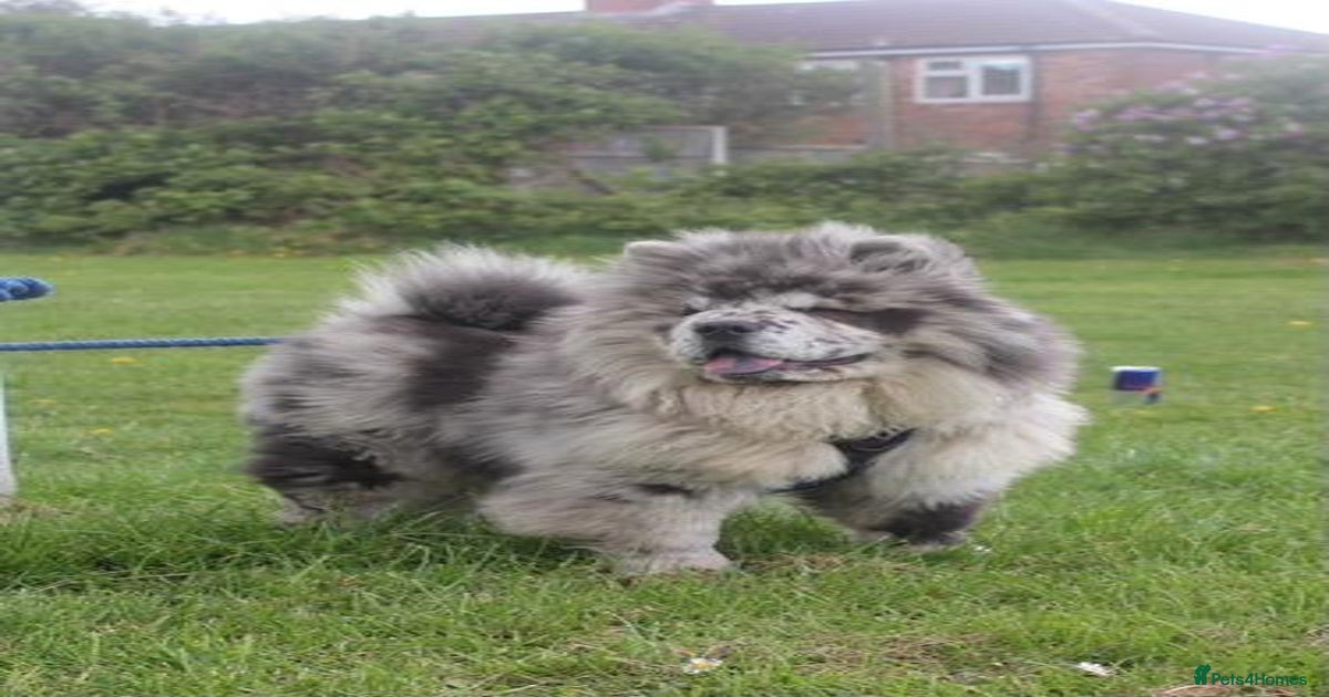Merle chow chow for sale in Liverpool | Pets4Homes