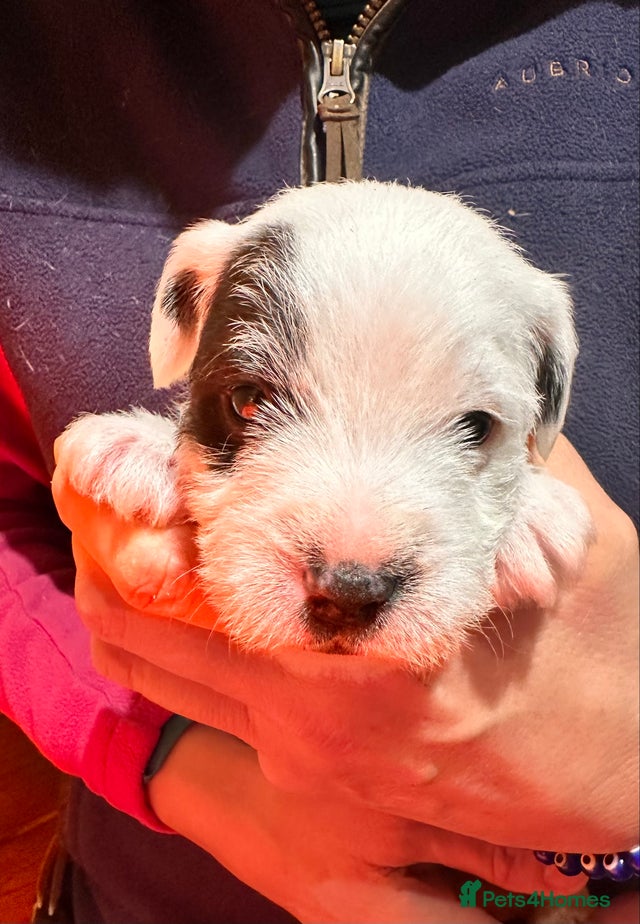 Stunning litter for sale in Lincoln | Pets4Homes