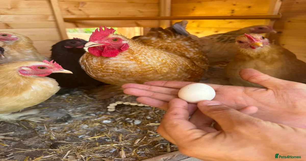 Bantam Hatching Eggs for sale in Birmingham | Pets4Homes