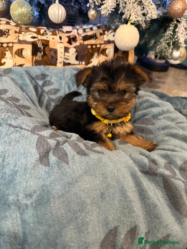 Mini Yorkshire Terrier for sale in Crewe | Pets4Homes