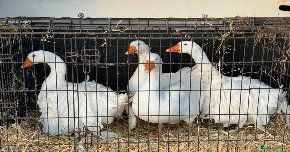 Embden x Sebastopol Goslings for sale in Malpas | Pets4Homes