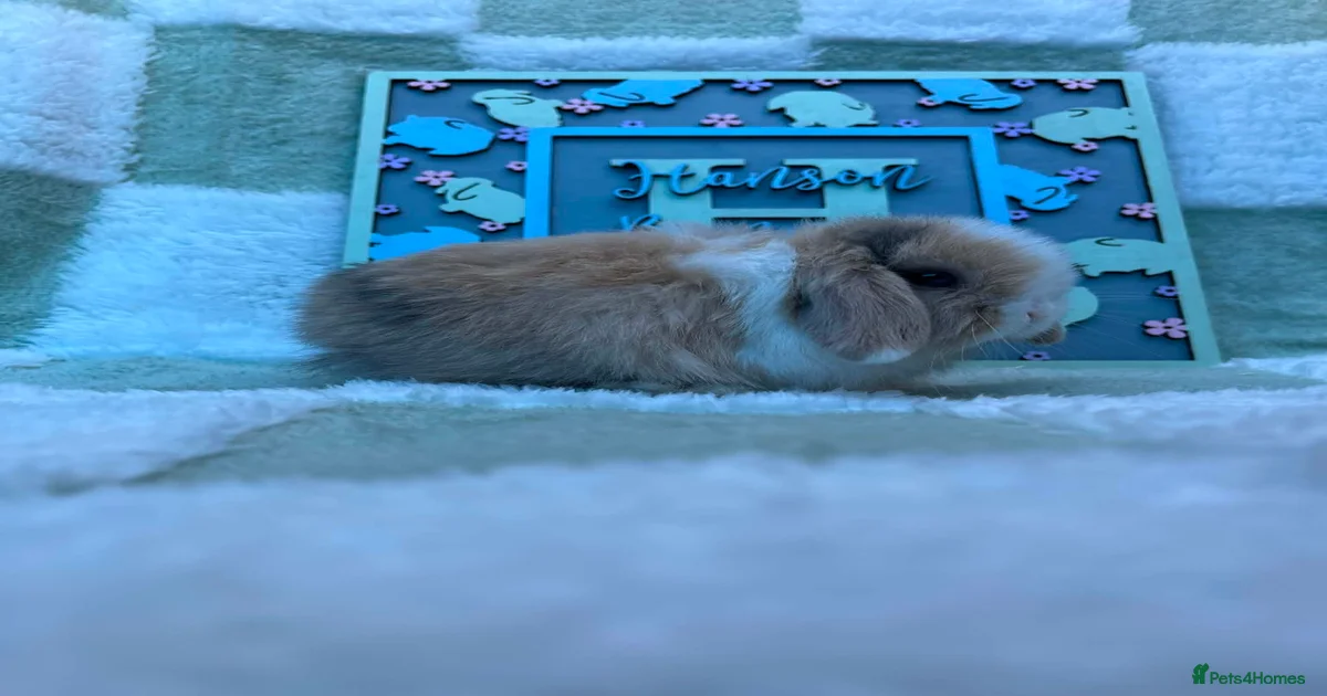 Rabbits for sale in England | Pets4Homes