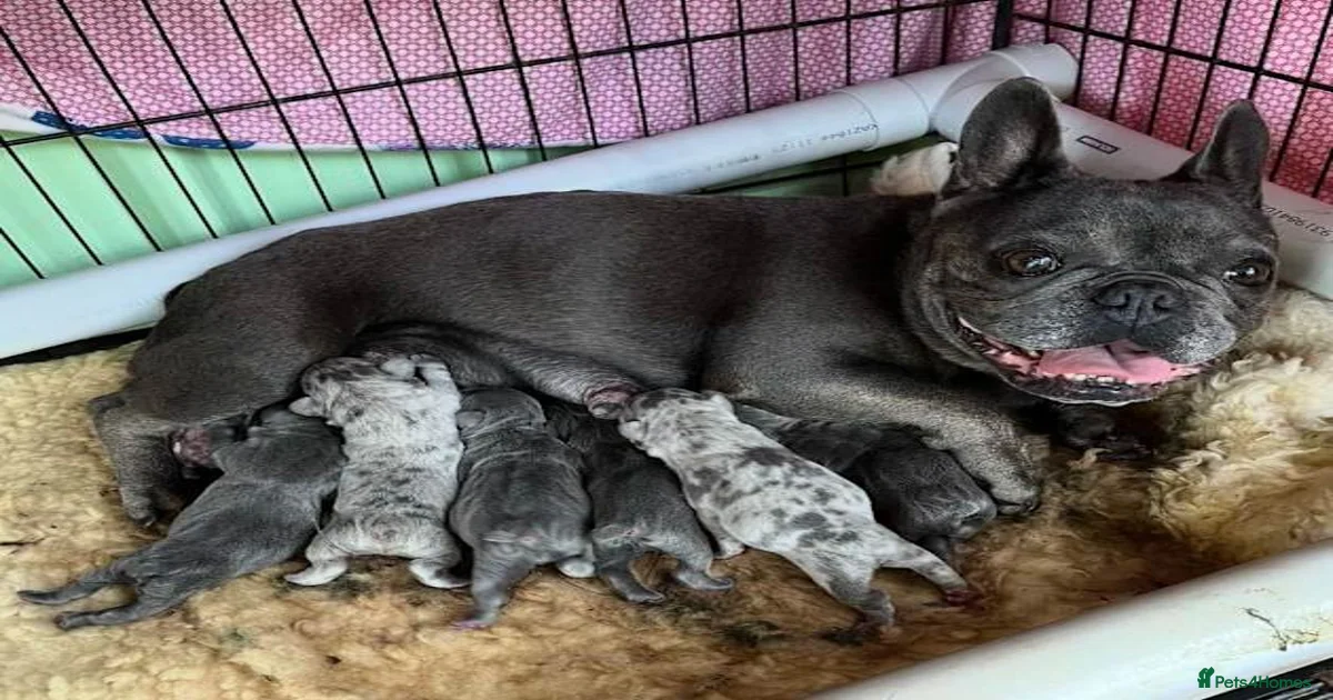 FRENCHIES PUPPIES for sale in Leeds | Pets4Homes