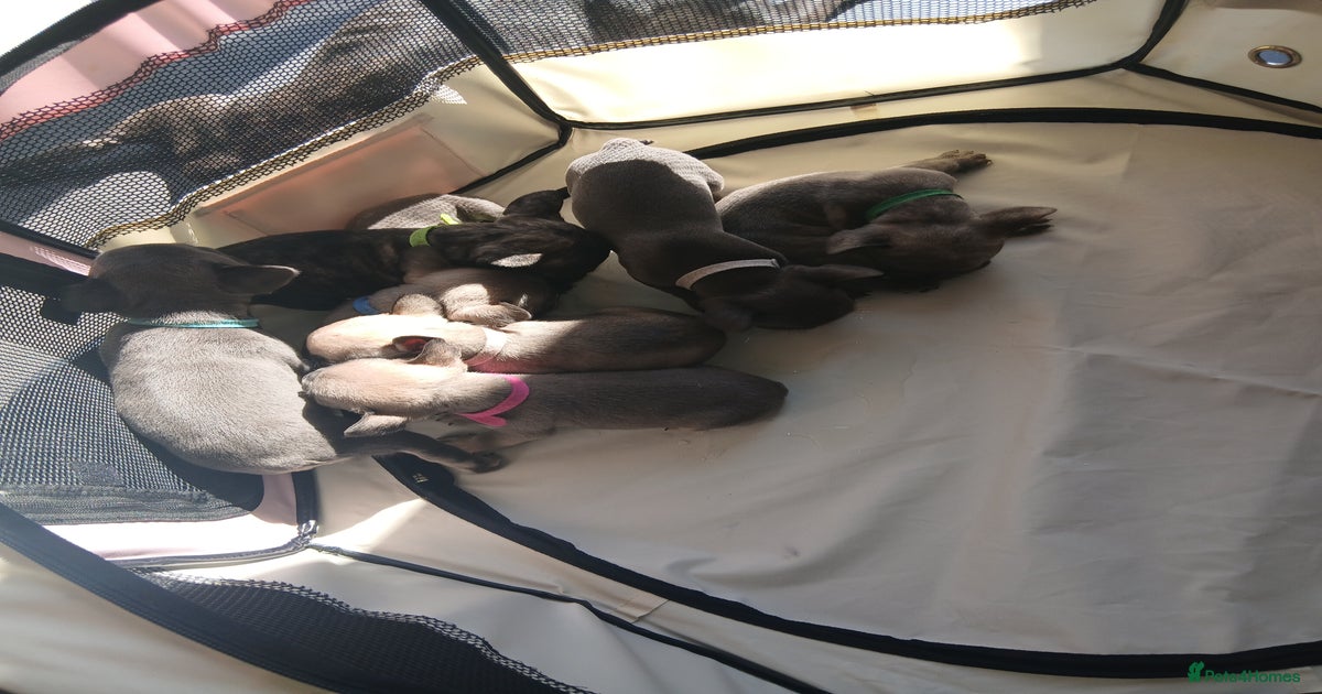 French bulldogs for sale in Flint | Pets4Homes