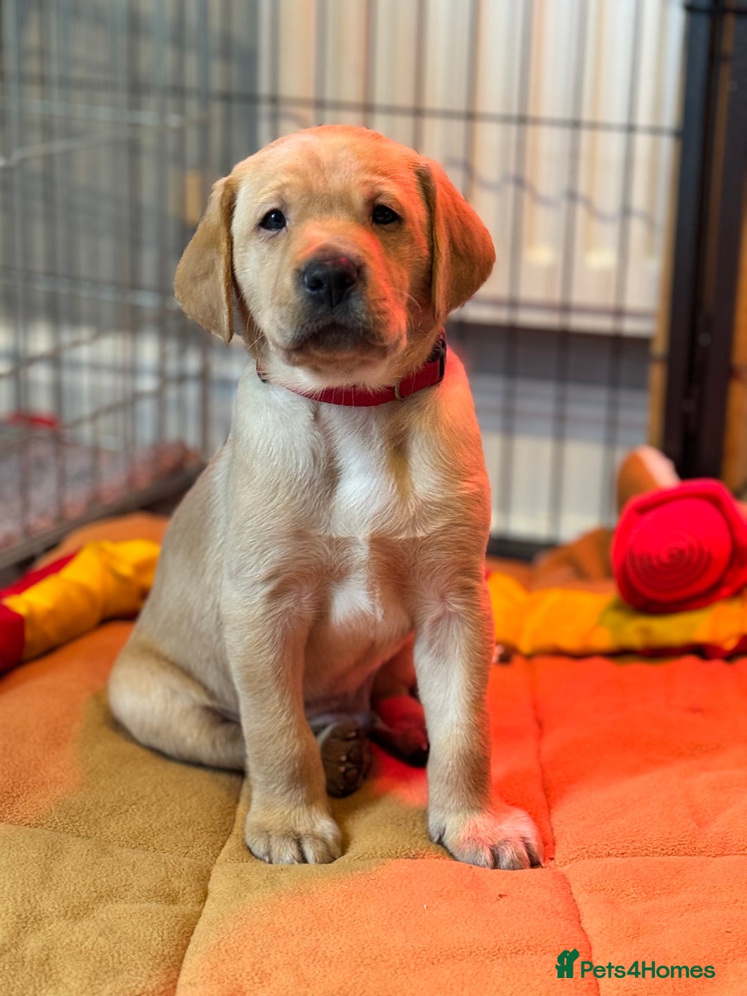 Cross Labrador Retriever puppies for sale | Pets4Homes
