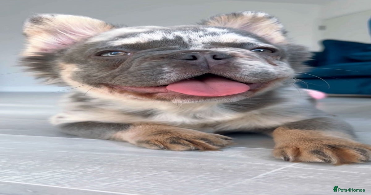 Lilac & tan split face merle fluffy French female for sale in Cheadle ...