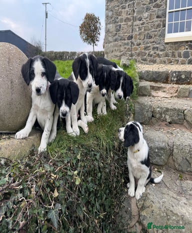 Sprollie Dogs Breed - Information, Temperament, Size & Price | Pets4Homes