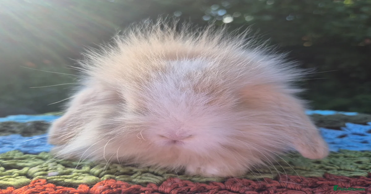 Angora Rabbits for sale | Pets4Homes
