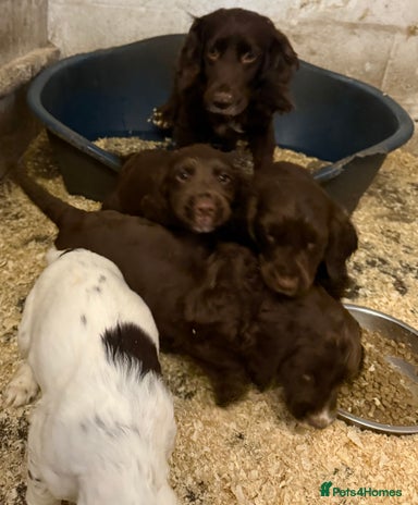 Sprocker Spaniel Dogs Breed - Information, Temperament, Size & Price ...