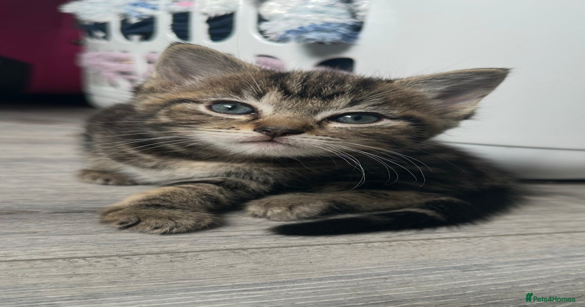 Gorgeous kittens ready now for sale in Wirral | Pets4Homes