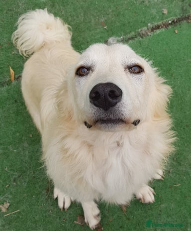 Free Dogs for adoption | Pets4Homes