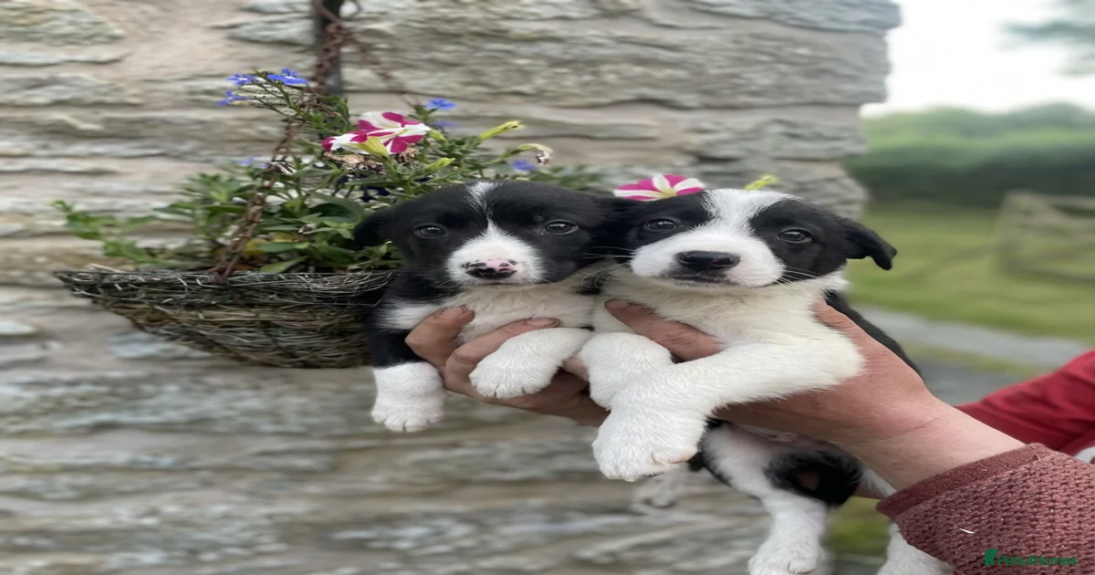 Border Collie Puppies for sale | Pets4Homes