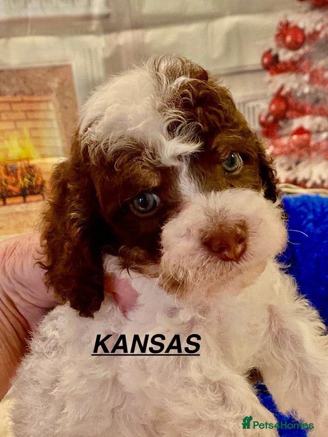 Home raised American Cockapoo teddy bears for sale in Washington ...