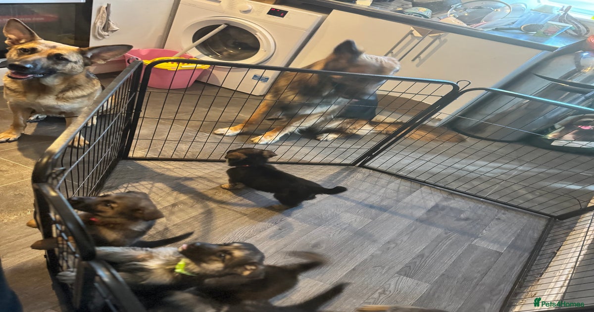 6 Beautiful German shepherd puppies for sale in Luton | Pets4Homes