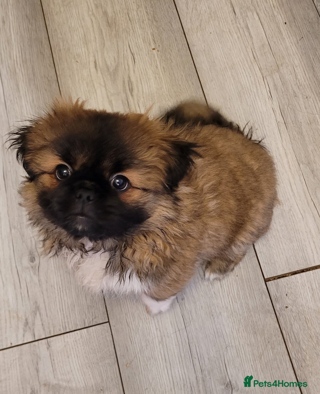 Pekingese Dogs Breed - Information, Temperament, Size & Price | Pets4Homes