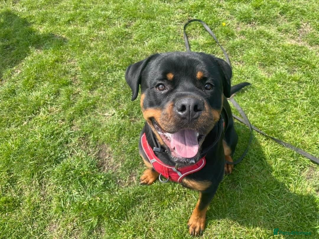 Diesel for stud in Ryton | Pets4Homes