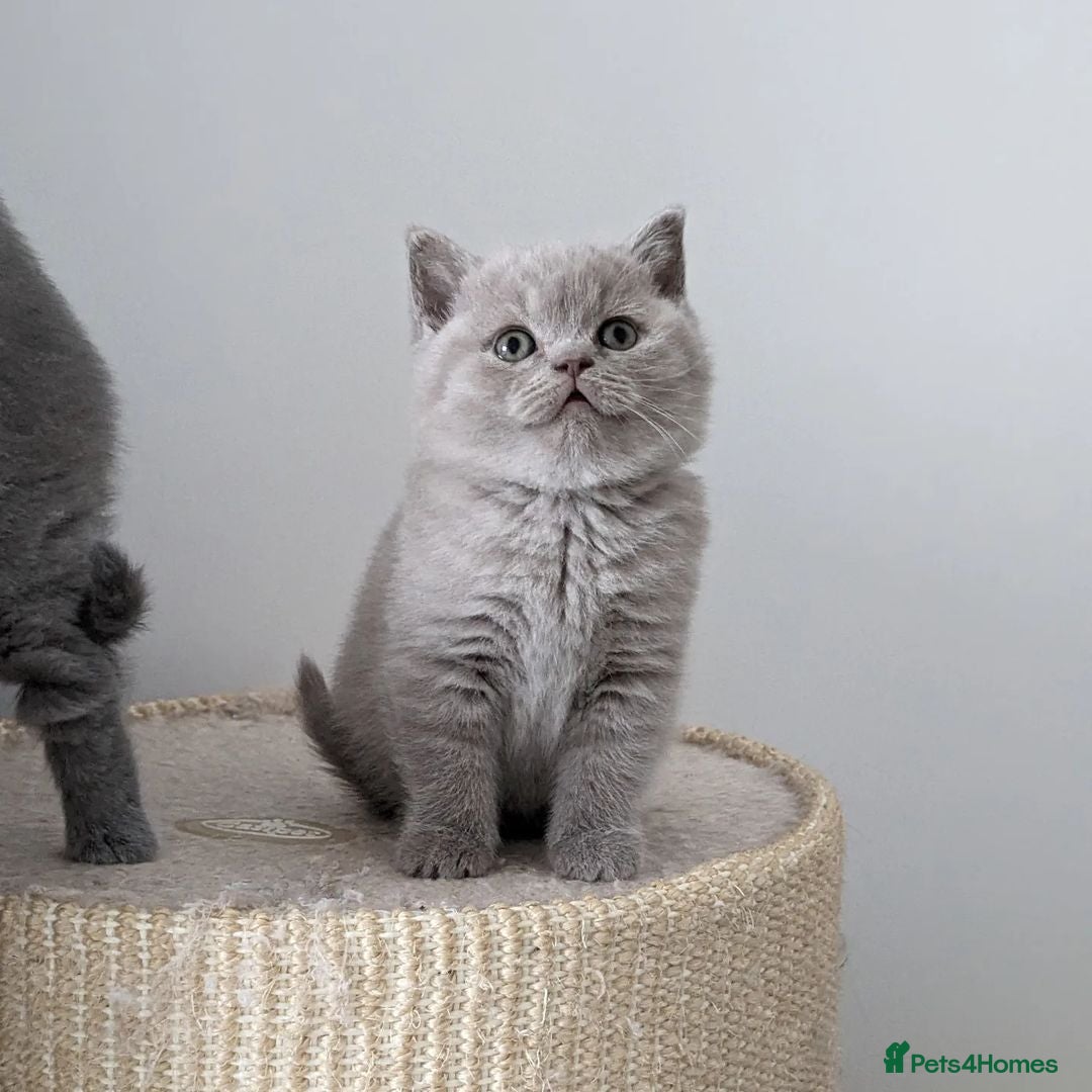 British shorthair kittens for sale in Sheffield | Pets4Homes