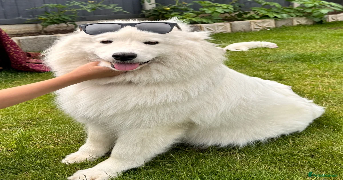 Samoyed Puppies for sale | Pets4Homes