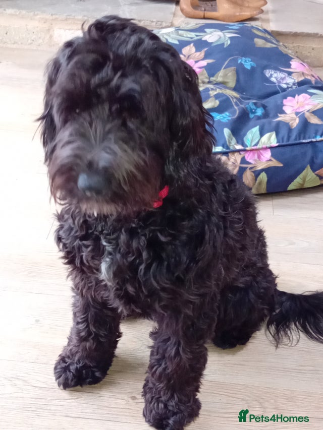 Lovely 10 month old Black Cockerpoo for sale in Lincoln | Pets4Homes