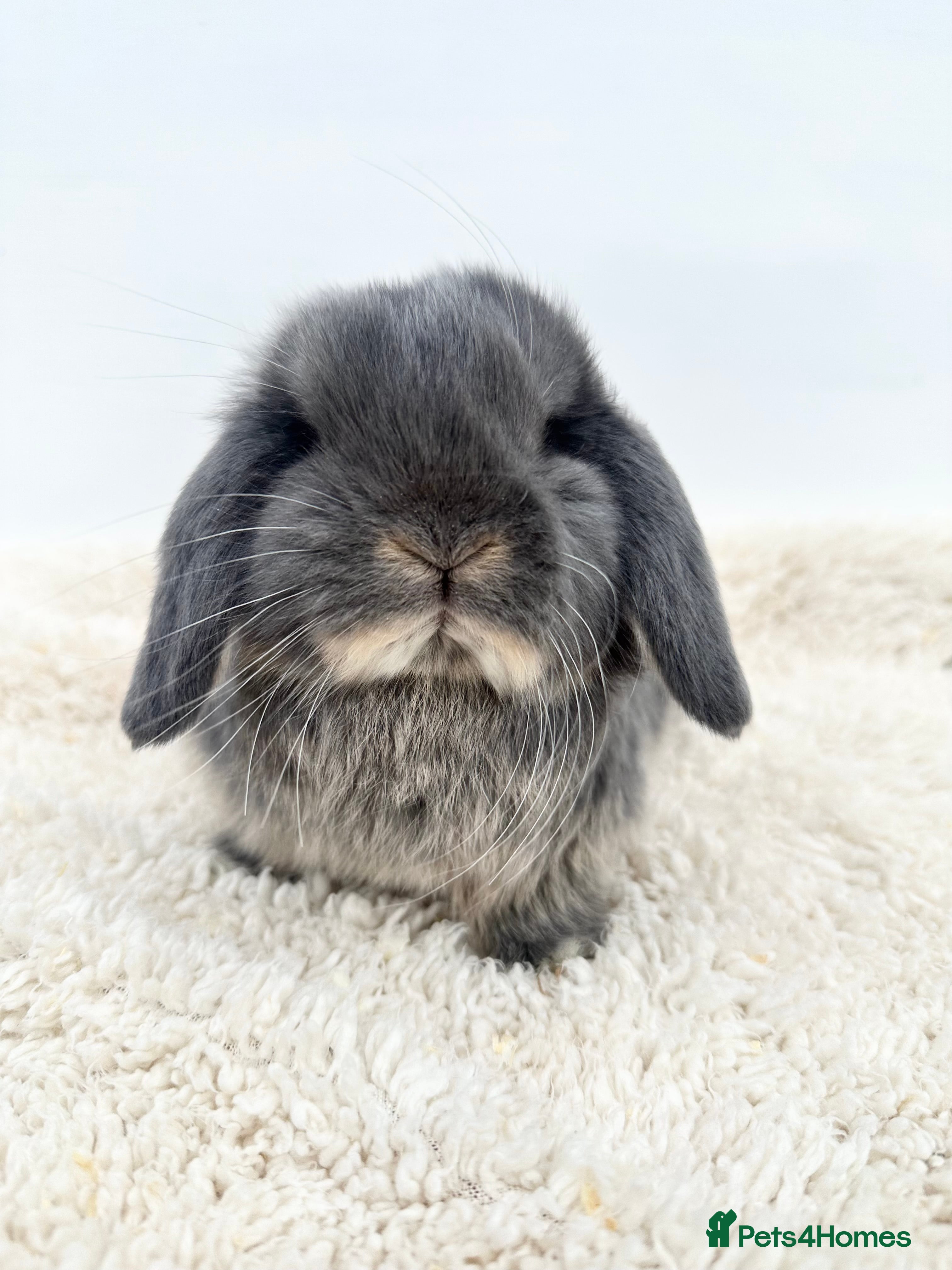 Blue Otter Mini Lop Buck for sale in York | Pets4Homes