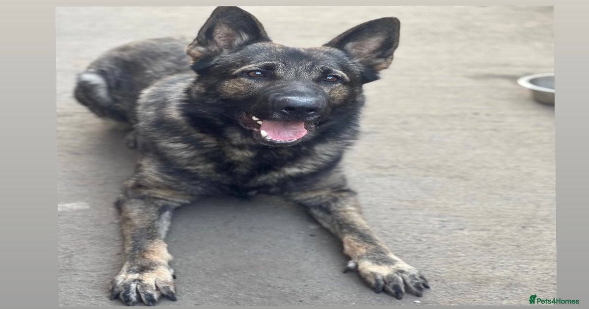 Rocky GSD for sale in Manchester | Pets4Homes