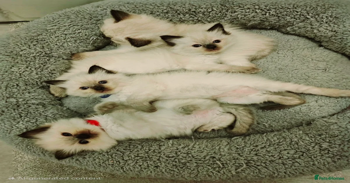 Ragdoll kittens blue point and sepia for sale in Manchester | Pets4Homes