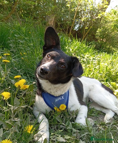 Small Dogs for adoption | Pets4Homes