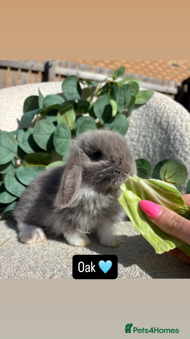 Baby mini lops for sale *READY TO LEAVE NOW* for sale in Cramlington ...
