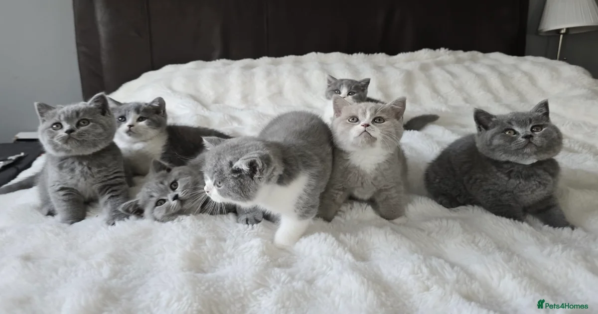 Pedigree Registered British Short Hair Kittens for sale in Northolt ...