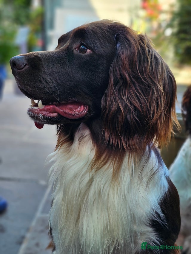 English Springer Spaniel Stud for stud in Derby | Pets4Homes