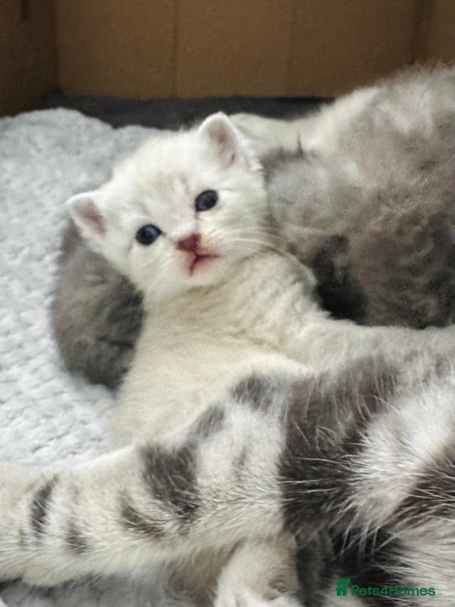 BSH White Colourpoint & Silver Grey Stripe Kittens for sale in Heanor ...