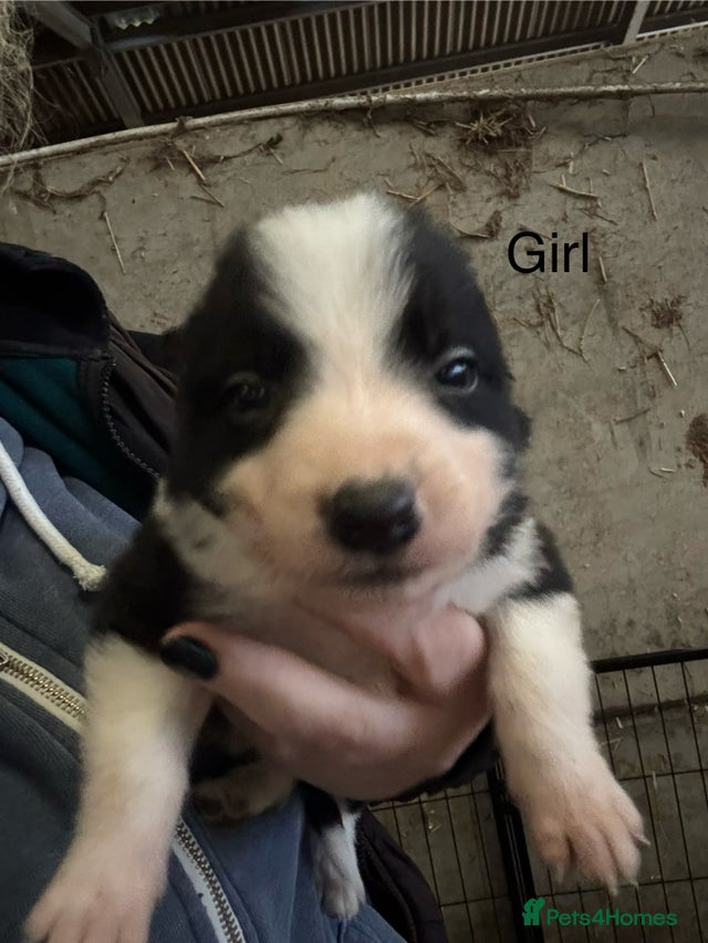 Border collie puppies for sale in Nottingham | Pets4Homes