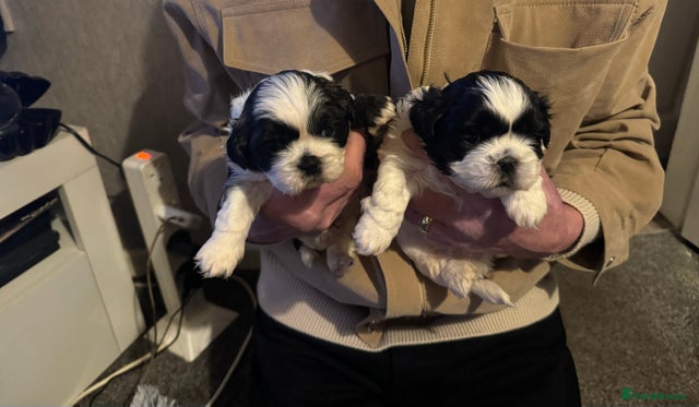 Beautiful shih tzu pups for sale in Wolverhampton | Pets4Homes
