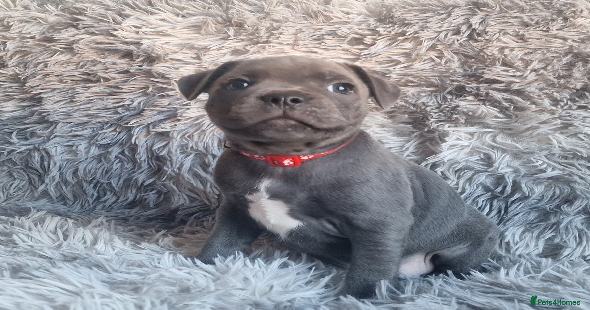 Black and blue stocky staffy puppies for sale in London | Pets4Homes