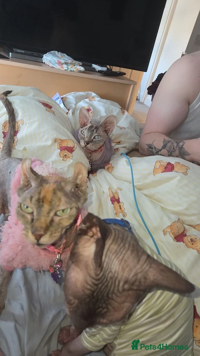 Beautiful female Canadian elf Sphynx for sale in Peterborough | Pets4Homes