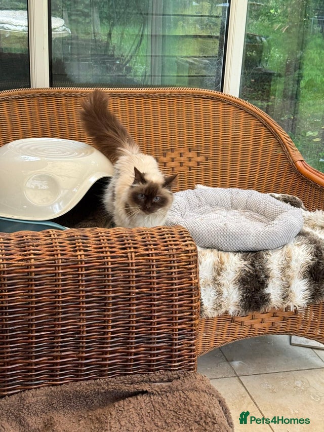 Birman chocolate point female for sale for sale in | Pets4Homes