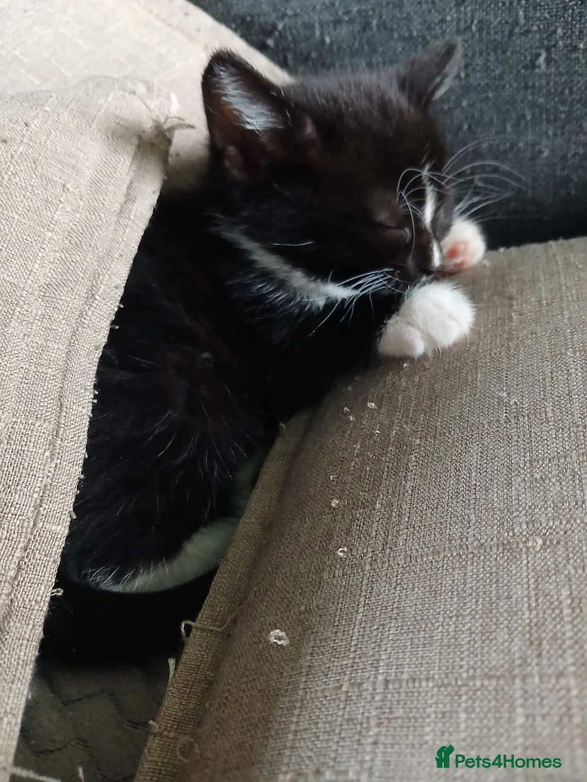Kittens for sale for sale in Solihull | Pets4Homes