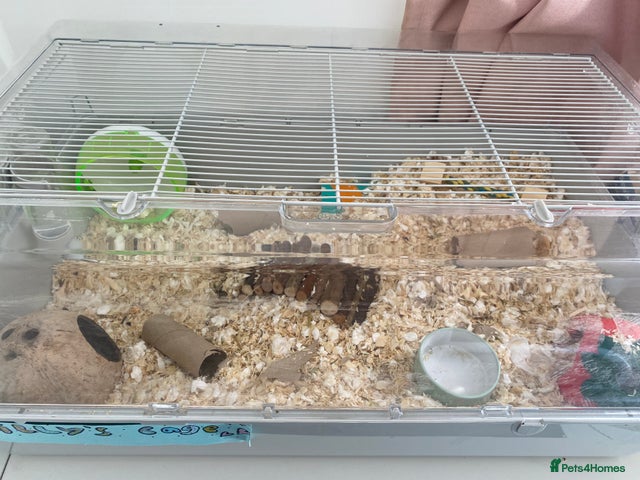 Hamster for sale in Peterborough | Pets4Homes
